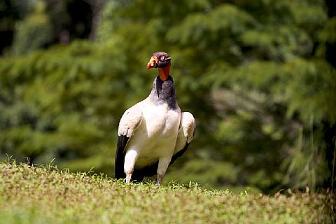 Buitre Real en Perú