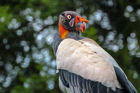 Buitre Real en Perú